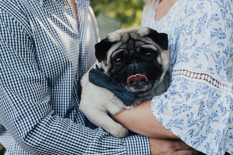 Dog-friendly Engagement With a Pug - Daily Dog Tag