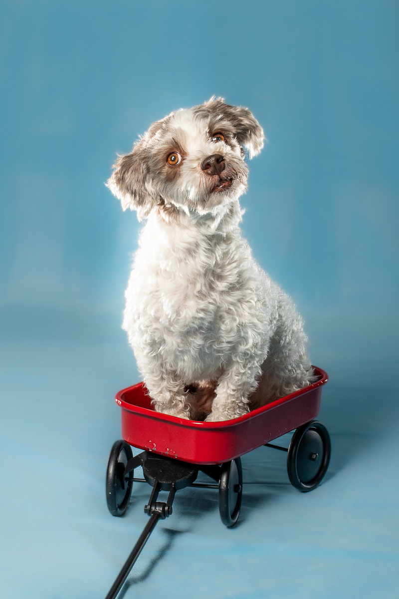 Studio Pet Portraits | Apache Junction, AZ - Daily Dog Tag