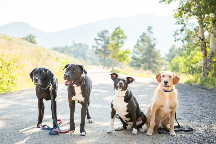 Dog-friendly Family Photos | Estes Park, Colorado - Daily Dog Tag