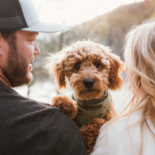 Daily Dog Tag - Featuring great dogs and professional photography!