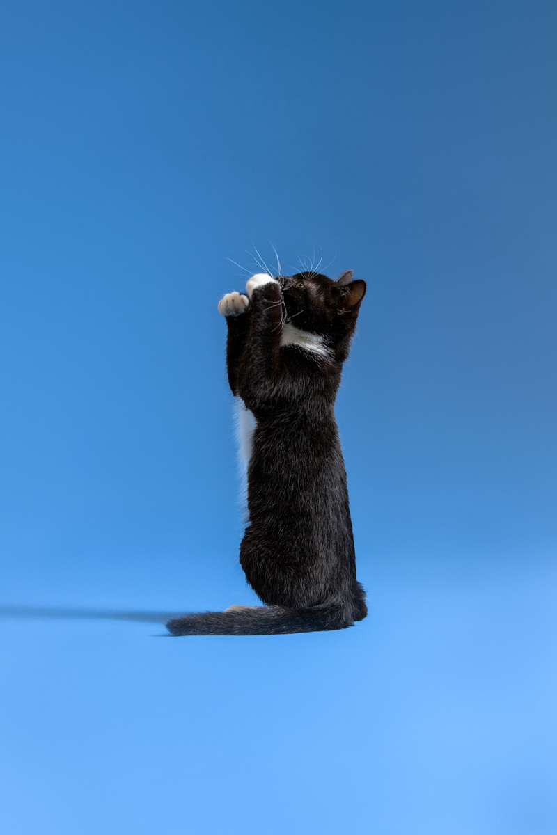 Caturday: Studio Kitten Photography Session - Daily Dog Tag