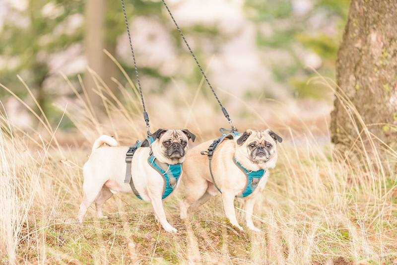 Pug-friendly Engagement Session | Pullman, WA - Daily Dog Tag