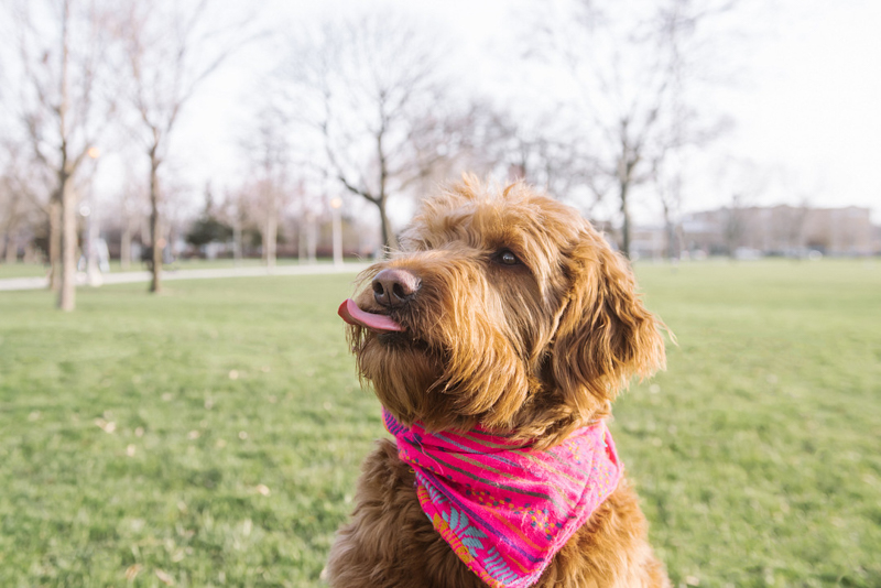 Dog-friendly Portraits in Portage Park, Chicago, IL - Daily Dog Tag
